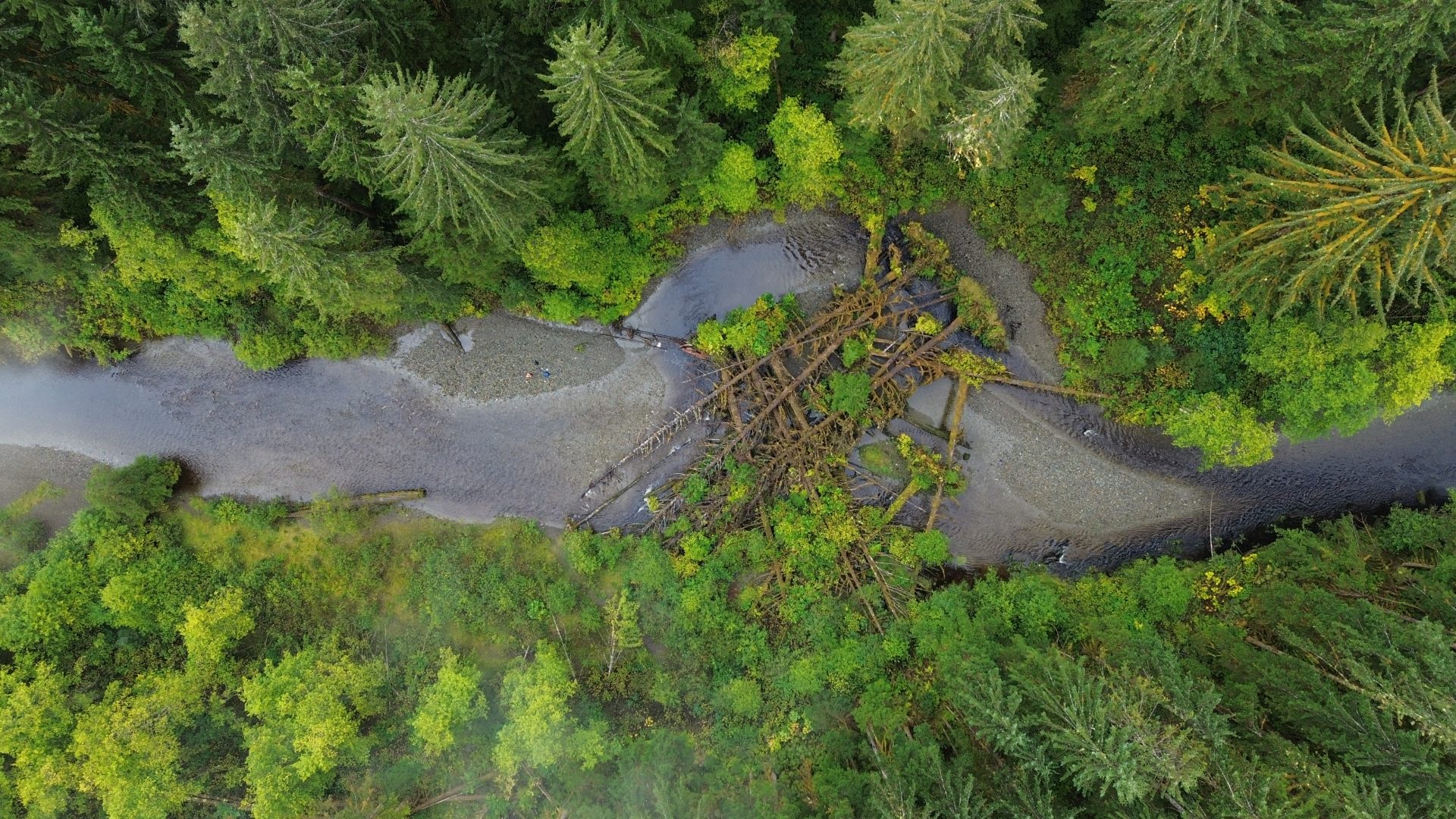 Habitat Restoration - Southeast Alaska Watershed Coalition